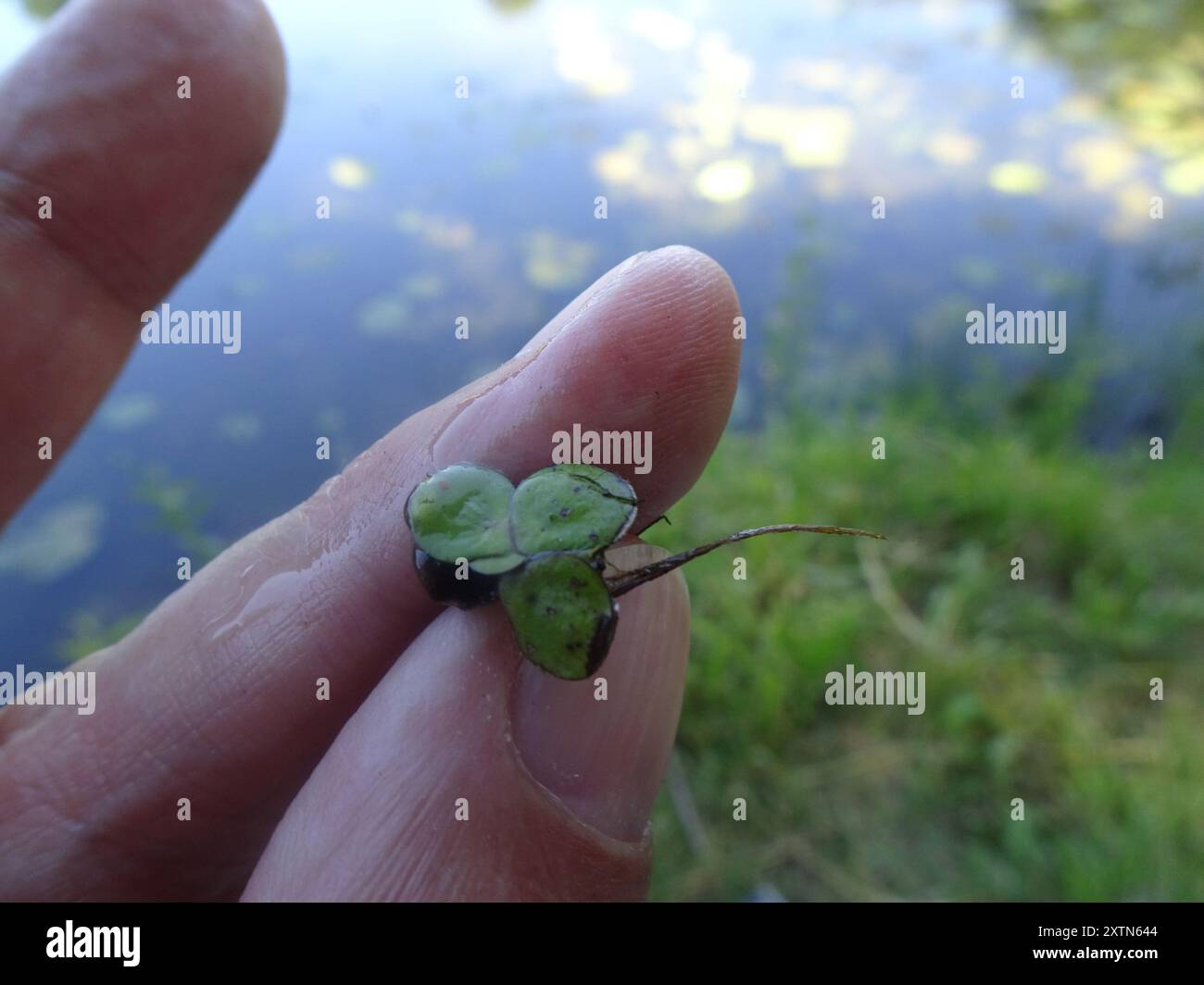 greater duckweed (Spirodela polyrhiza) Plantae Stock Photo - Alamy