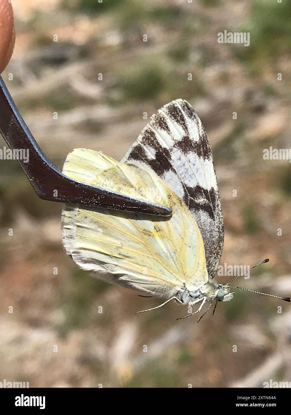 Checkered White (Pontia protodice) Insecta Stock Photo - Alamy