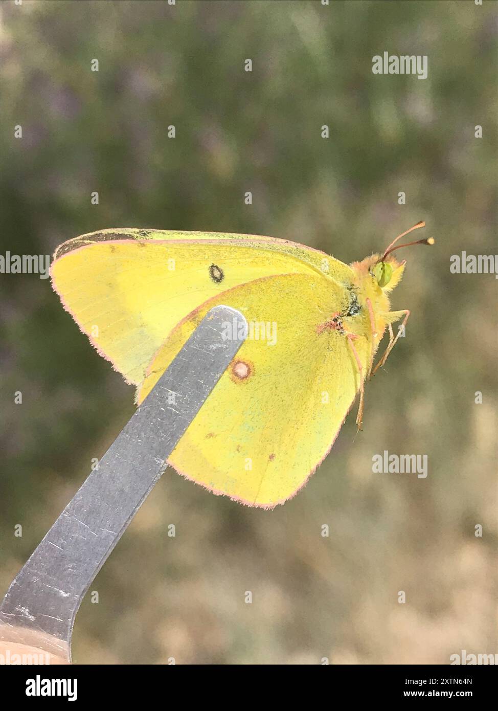 Eriphyle hi-res stock photography and images - Alamy