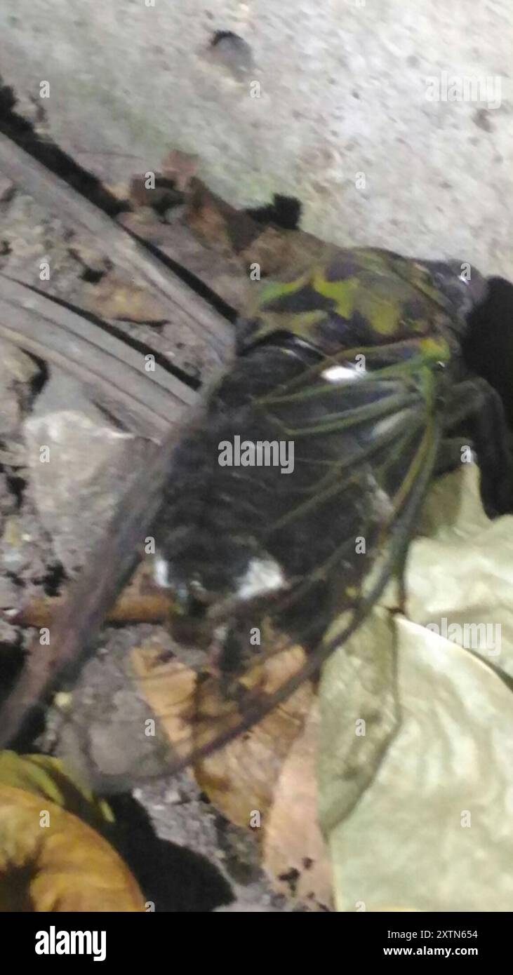 Scissor Grinder (Neotibicen pruinosus) Insecta Stock Photo - Alamy