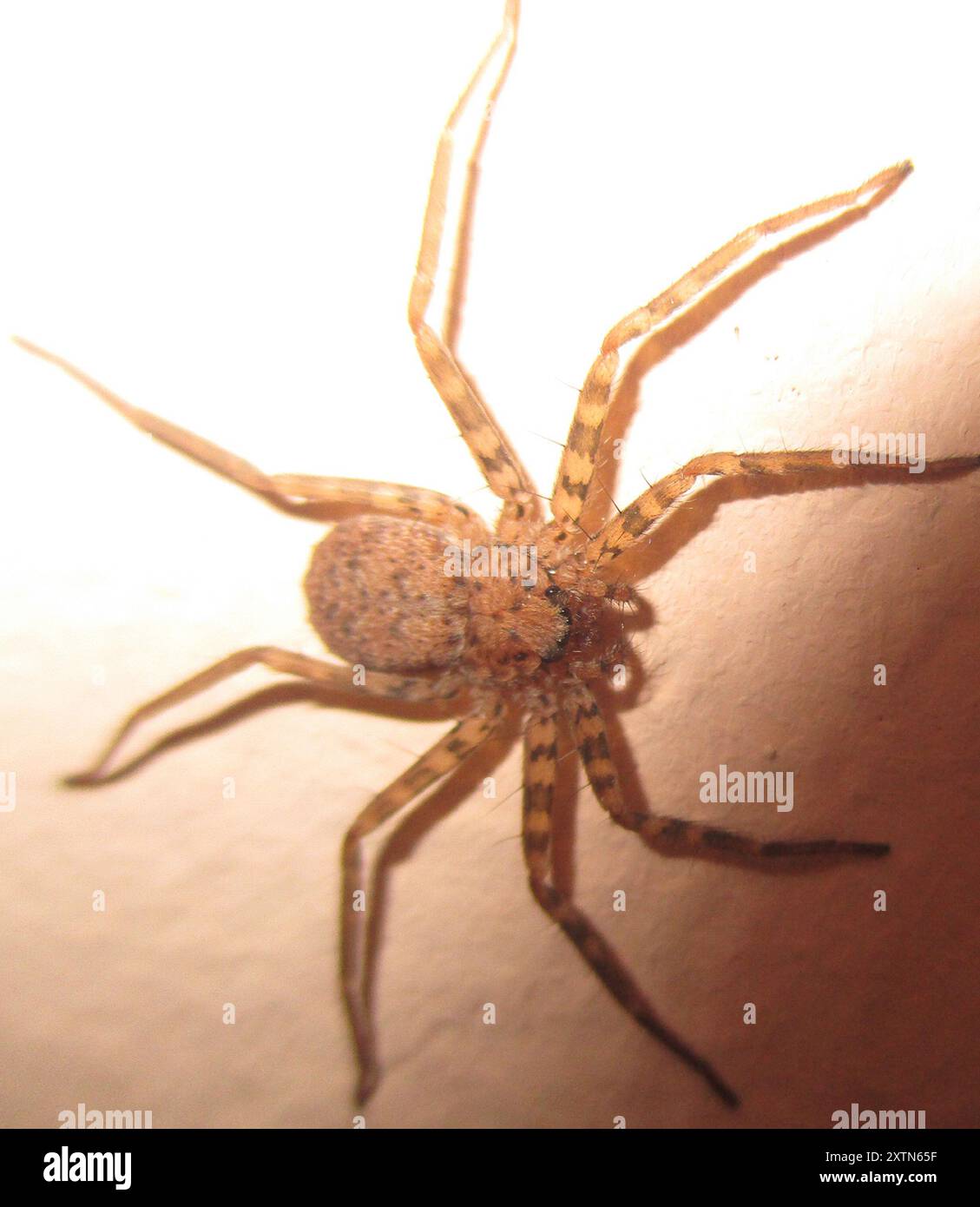 Flatties (Selenopidae) Arachnida Stock Photo - Alamy