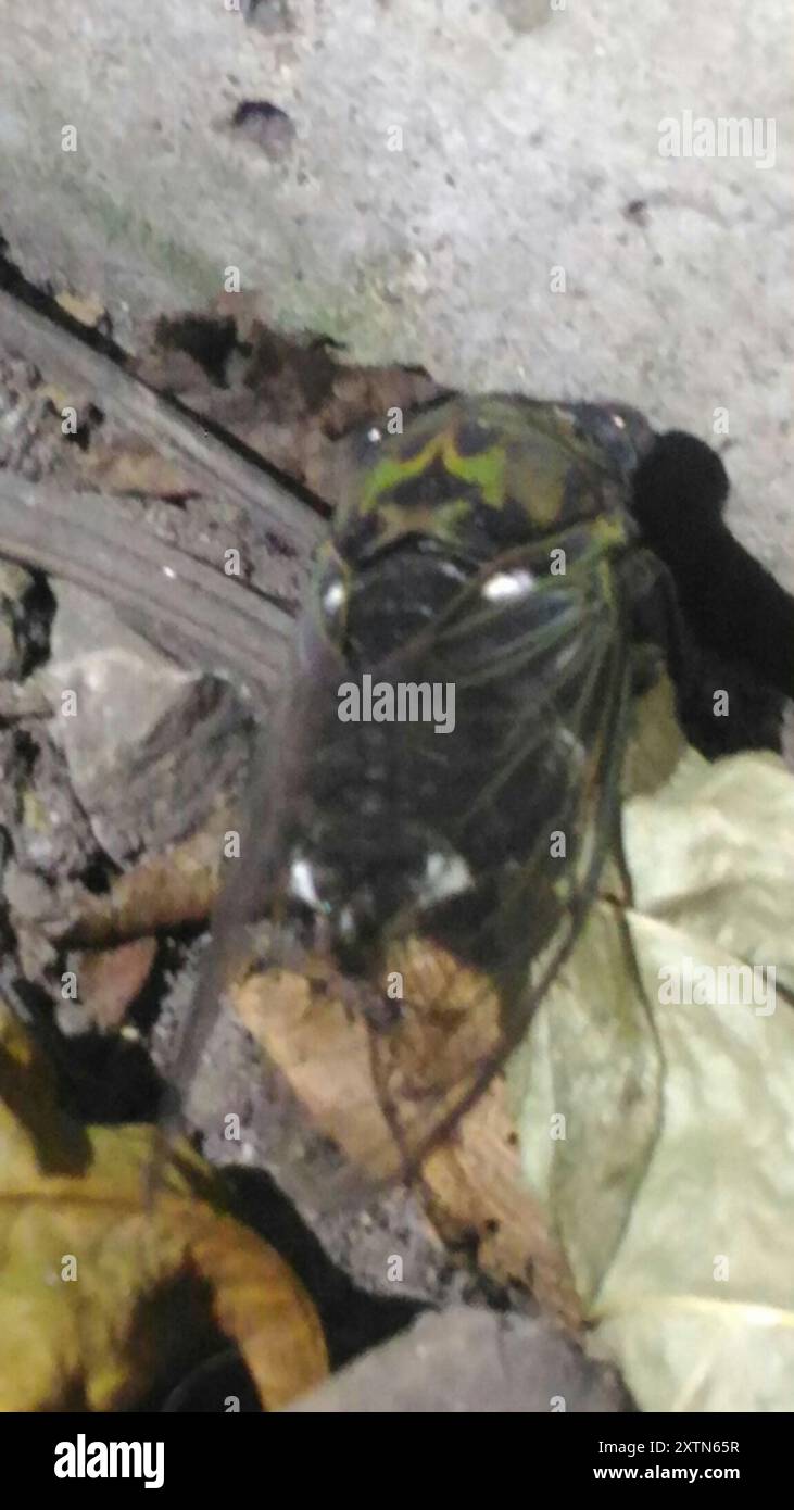 Scissor Grinder (Neotibicen pruinosus) Insecta Stock Photo - Alamy