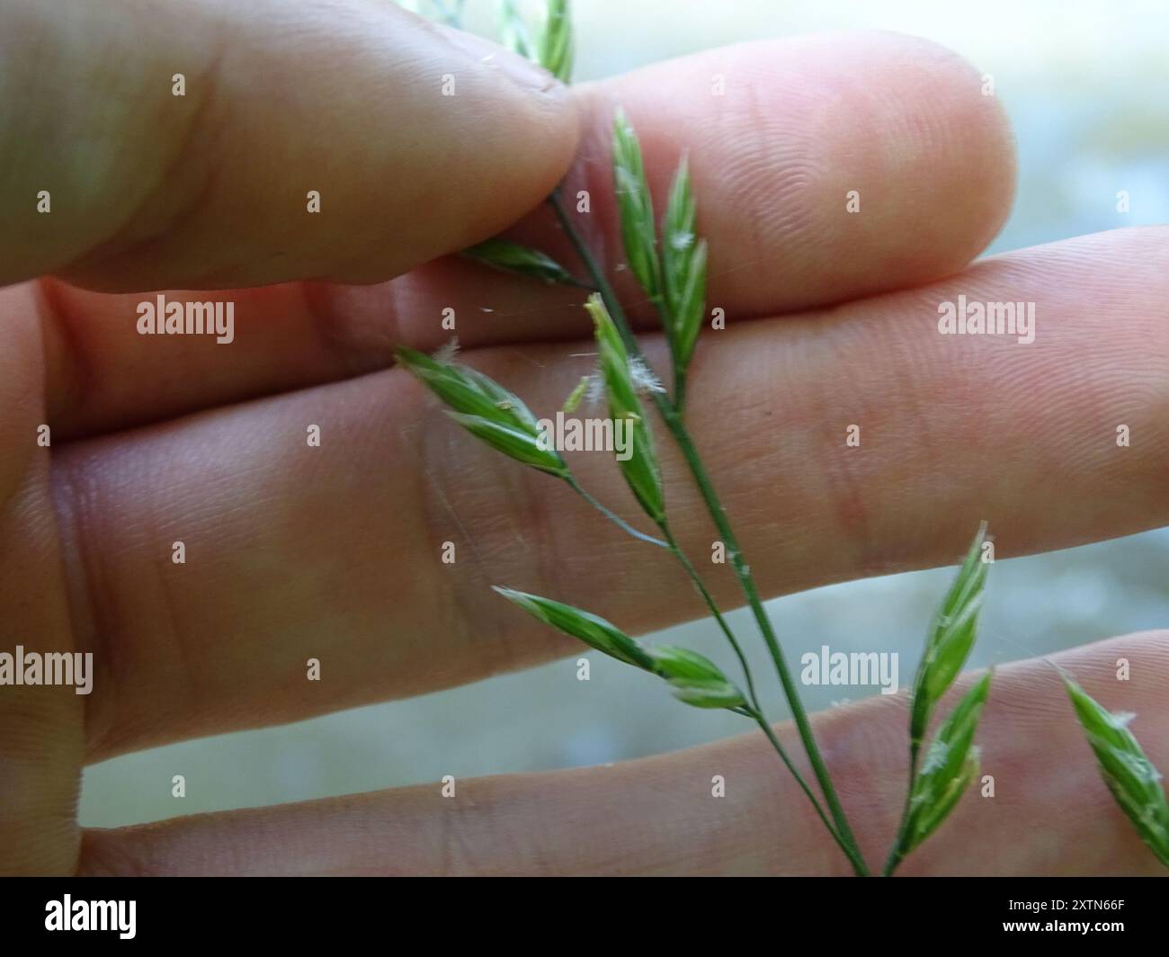 tall fescue (Lolium arundinaceum) Plantae Stock Photo - Alamy