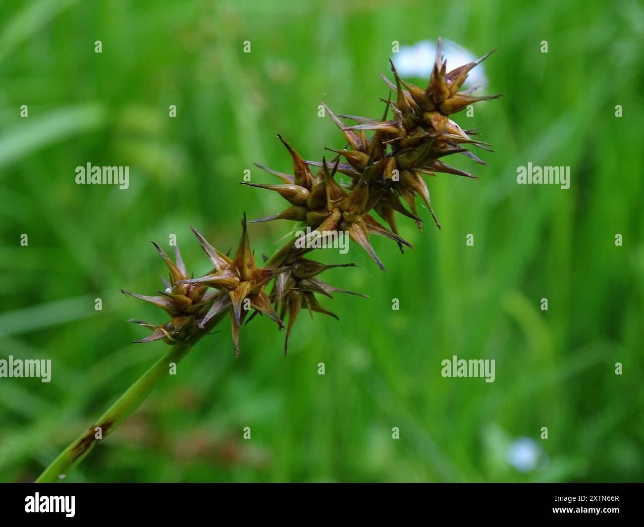 smooth-sheathed sedge (Carex laevivaginata) Plantae Stock Photo - Alamy
