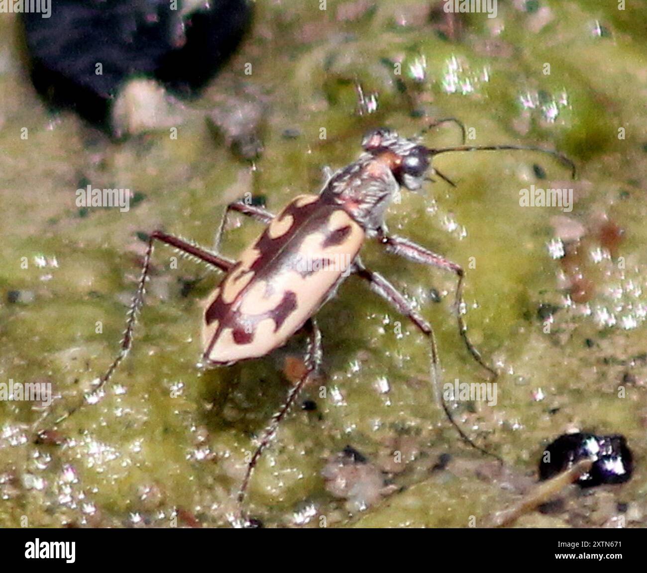 Elliptical-winged Tiger Beetles (Ellipsoptera) Insecta Stock Photo - Alamy