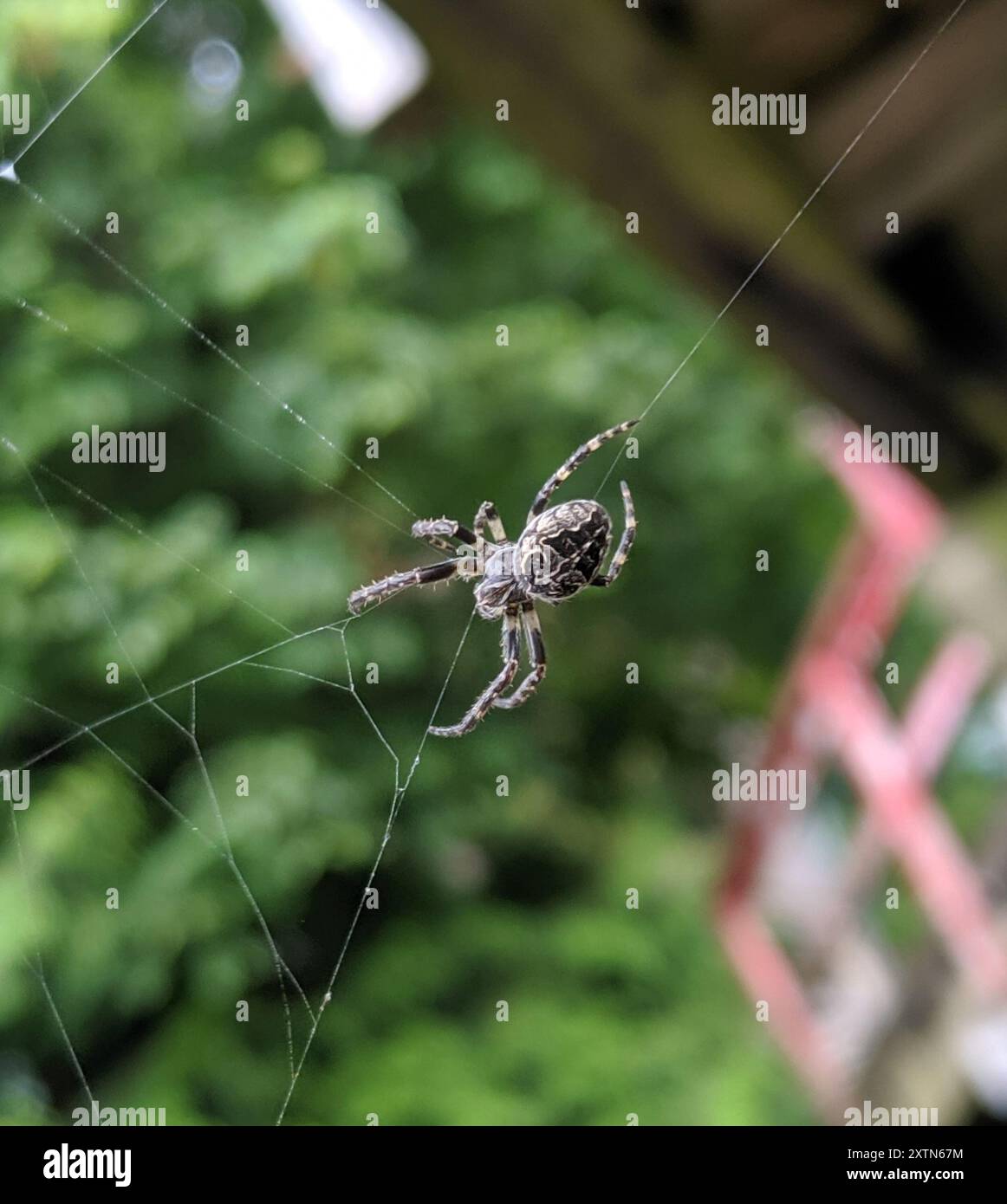 Grey Cross Spider (Larinioides sclopetarius) Arachnida Stock Photo - Alamy