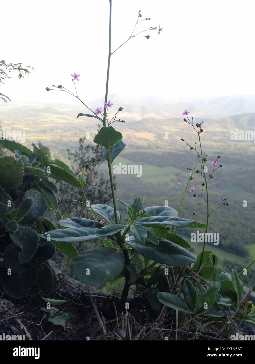Jewels of Opar (Talinum paniculatum) Plantae Stock Photo - Alamy
