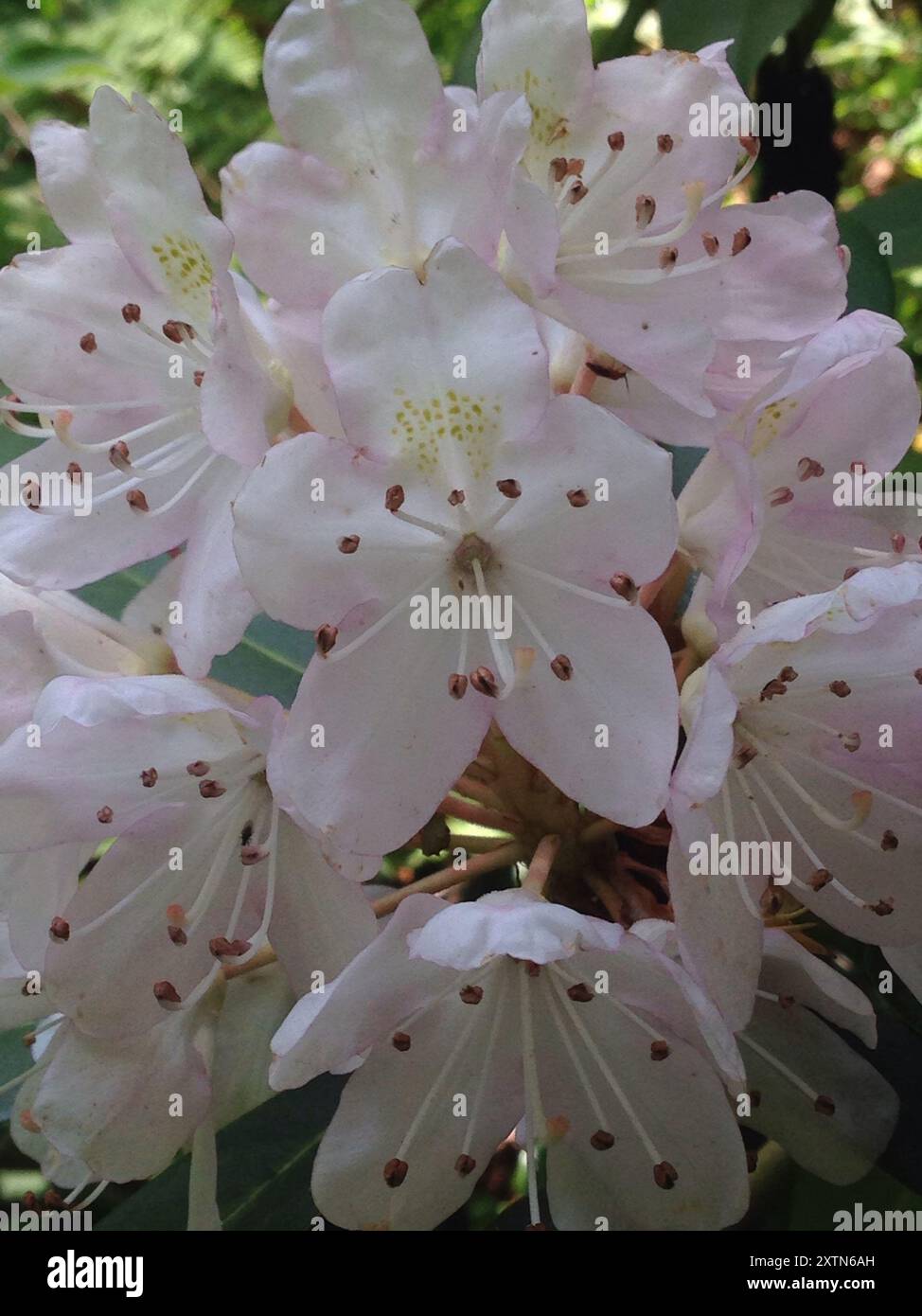 great rhododendron (Rhododendron maximum) Plantae Stock Photo - Alamy