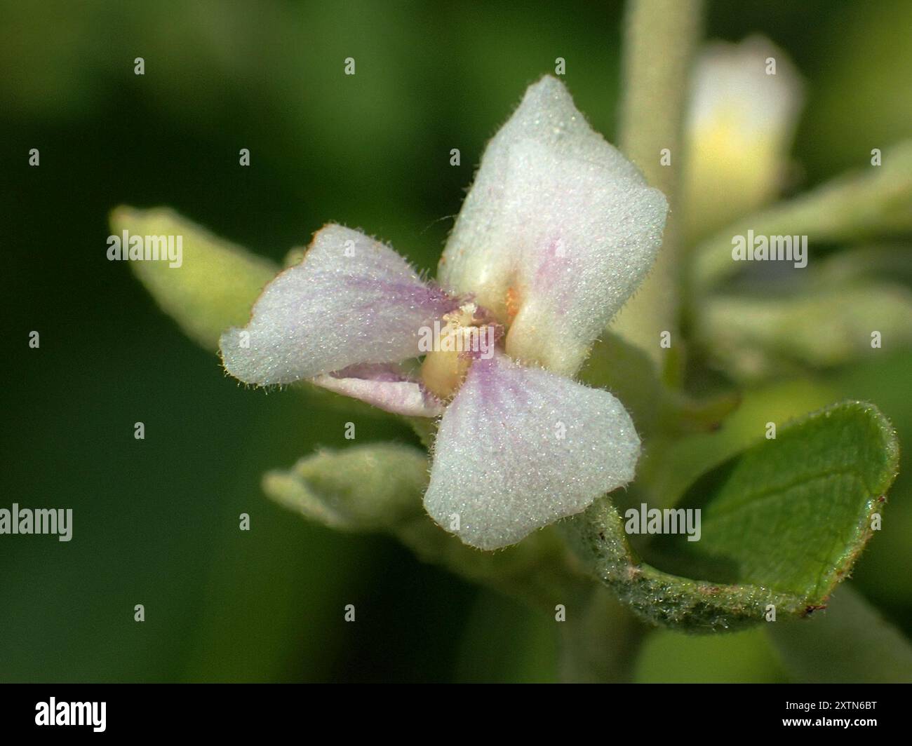 Narrow-leaved Screwtree (Helicteres angustifolia) Plantae Stock Photo ...