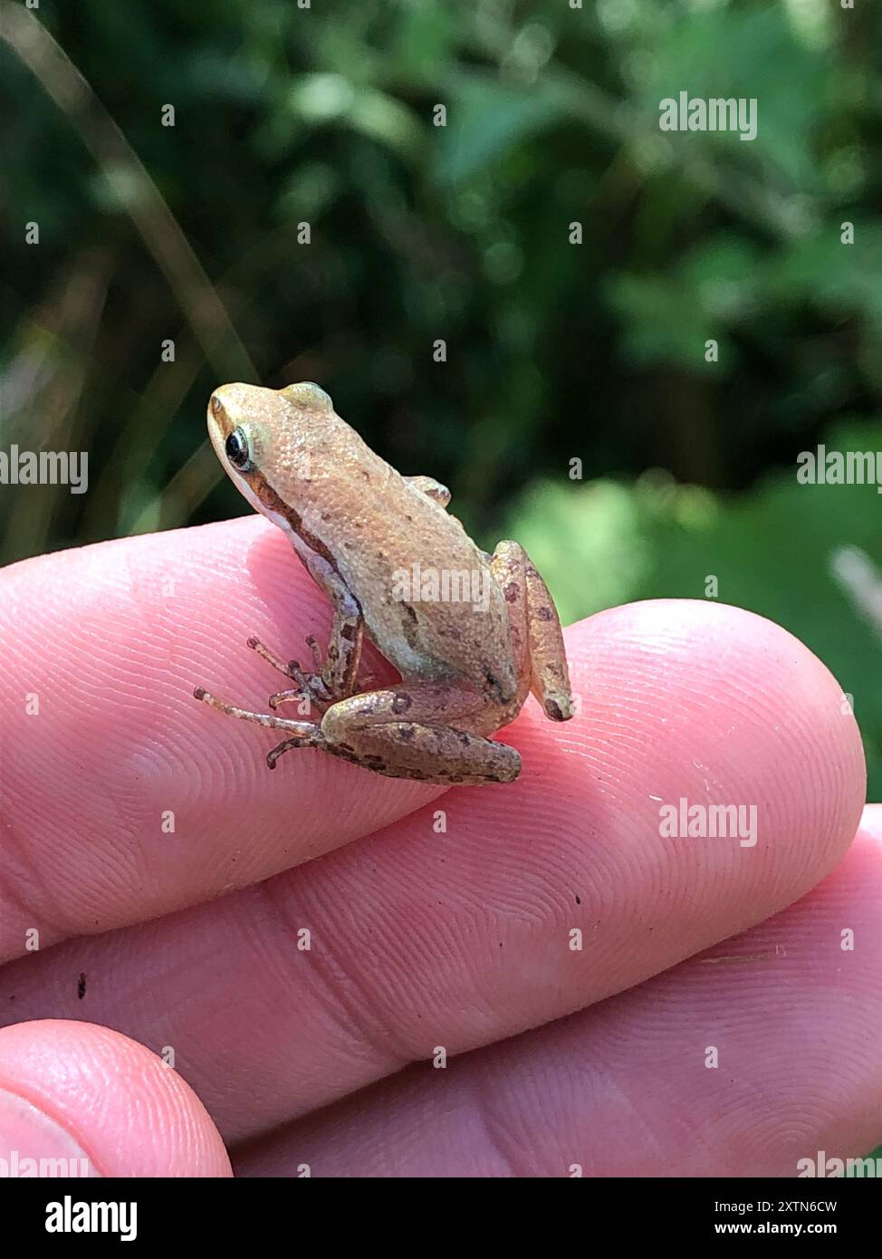 Boreal Chorus Frog (Pseudacris maculata) Amphibia Stock Photo - Alamy
