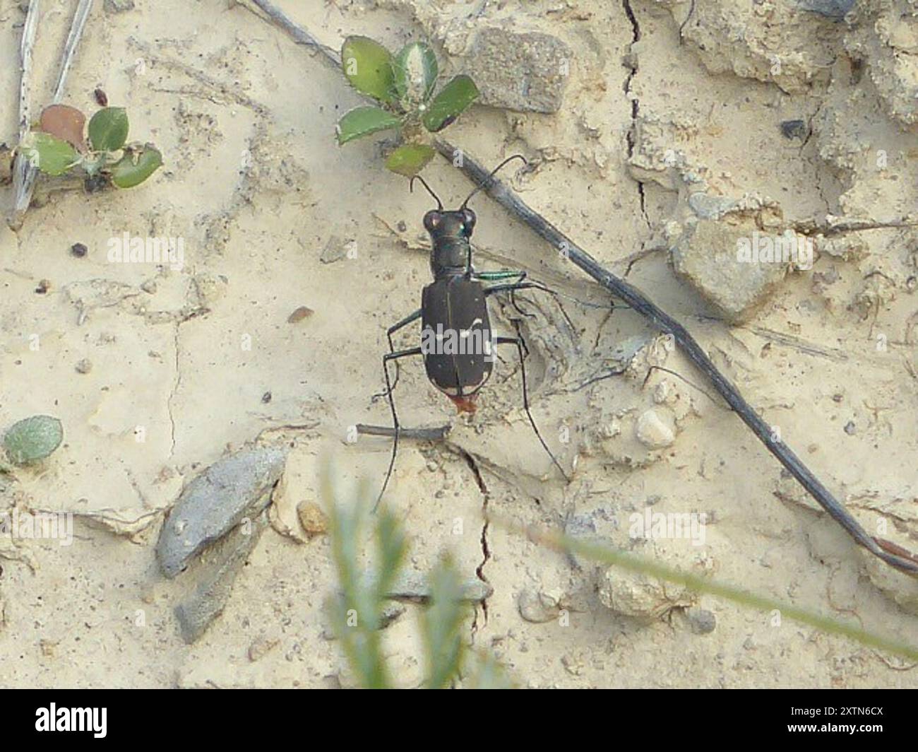 Eastern Red-bellied Tiger Beetle (Cicindela rufiventris) Insecta Stock ...