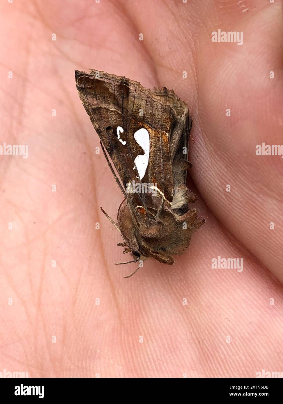 Bilobed Looper Moth (Megalographa biloba) Insecta Stock Photo - Alamy