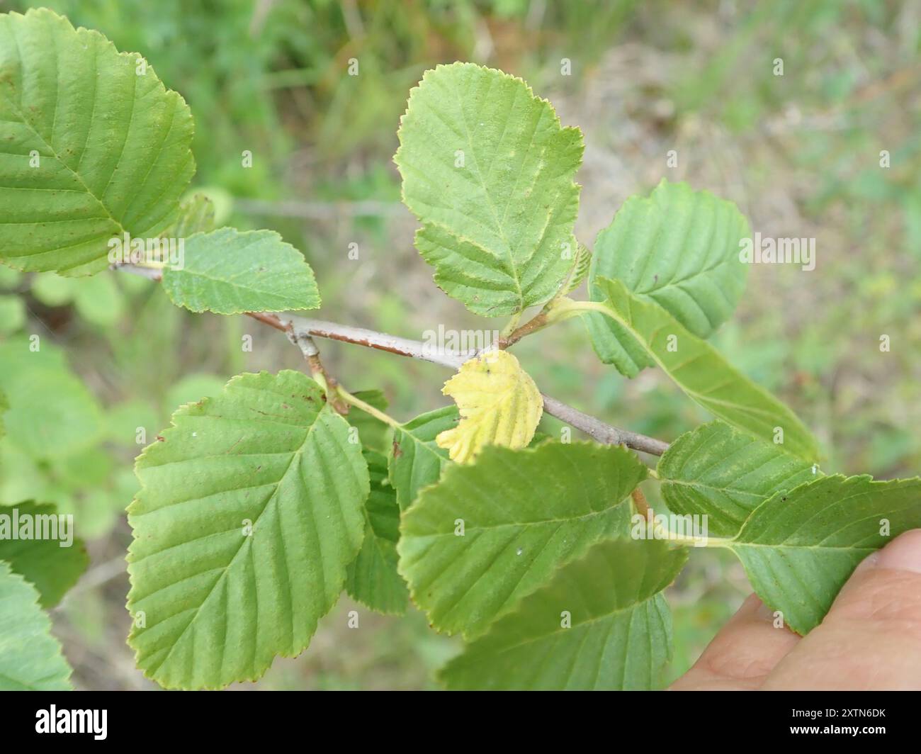 Thinleaf Alder (Alnus incana tenuifolia) Plantae Stock Photo - Alamy