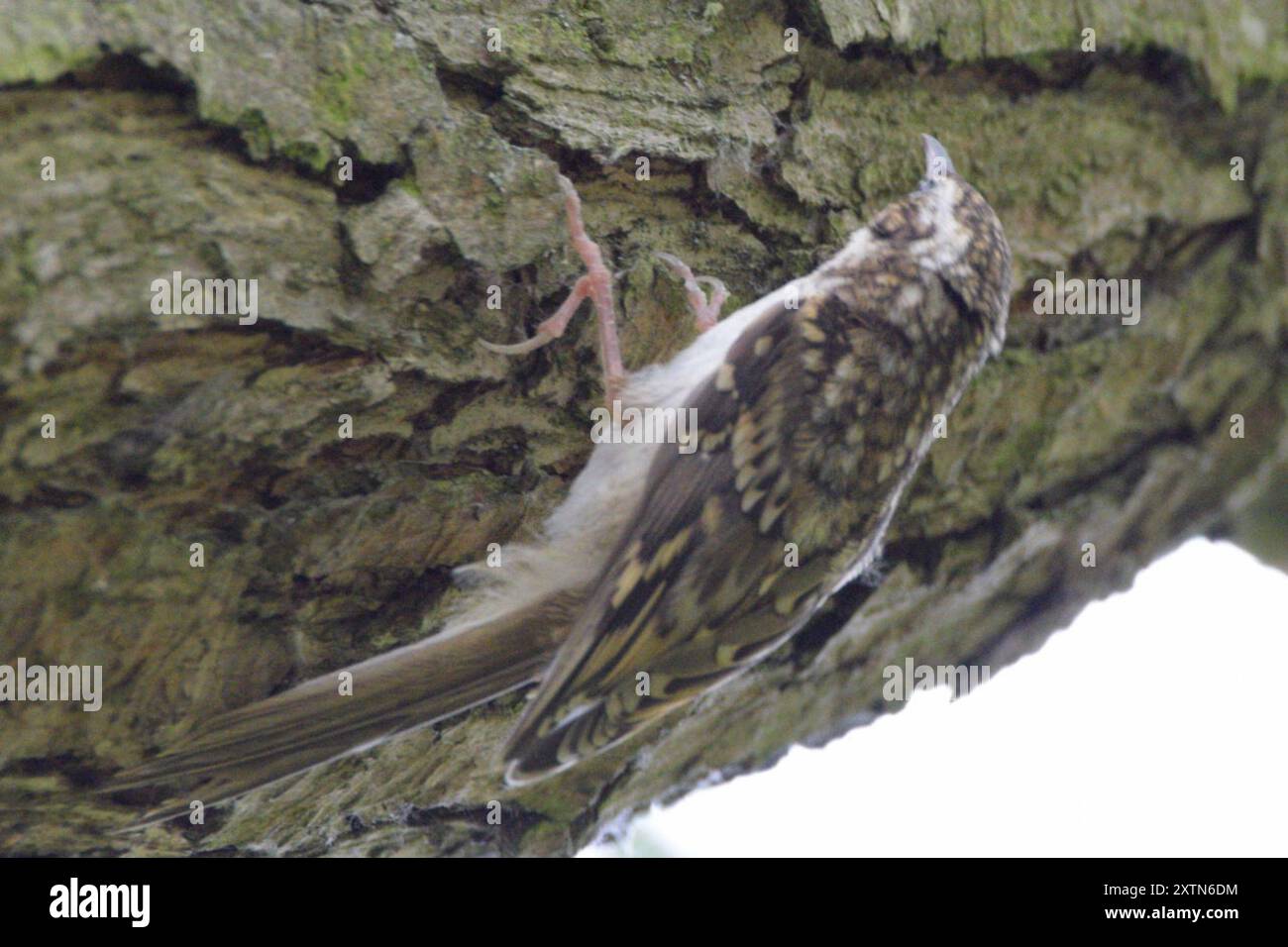 Short-toed Treecreeper (Certhia brachydactyla) Aves Stock Photo - Alamy