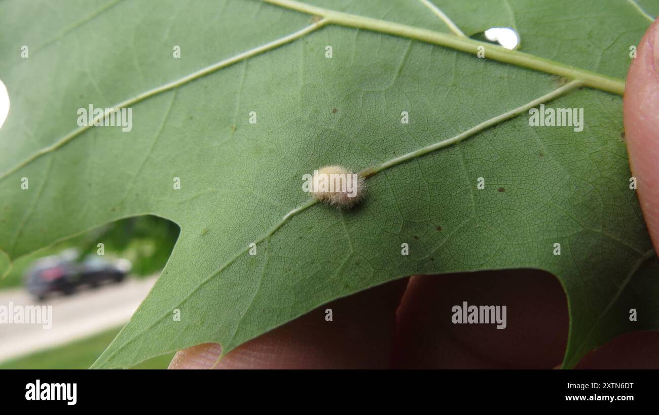 Woolly Oak Gall Wasp (Callirhytis lanata) Insecta Stock Photo - Alamy
