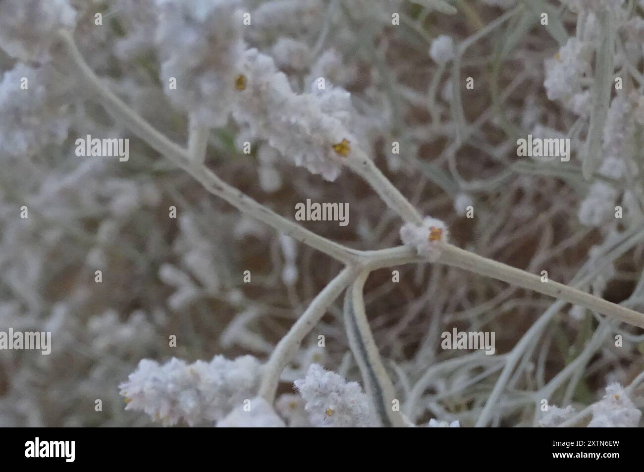 kapok bush (Aerva javanica) Plantae Stock Photo - Alamy