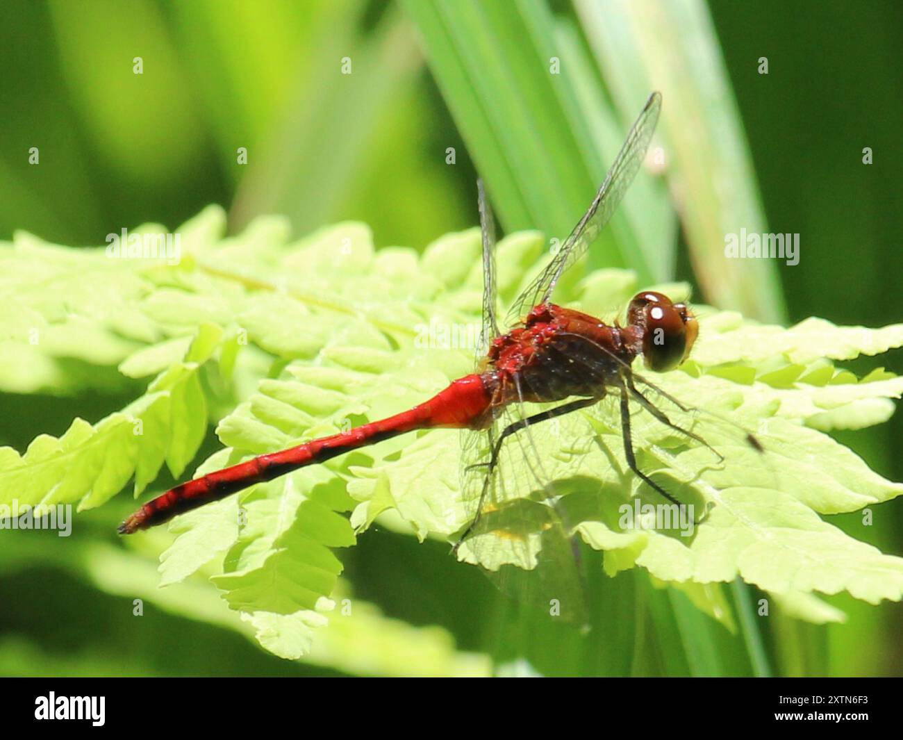 Meadowhawks (Sympetrum) Insecta Stock Photo - Alamy