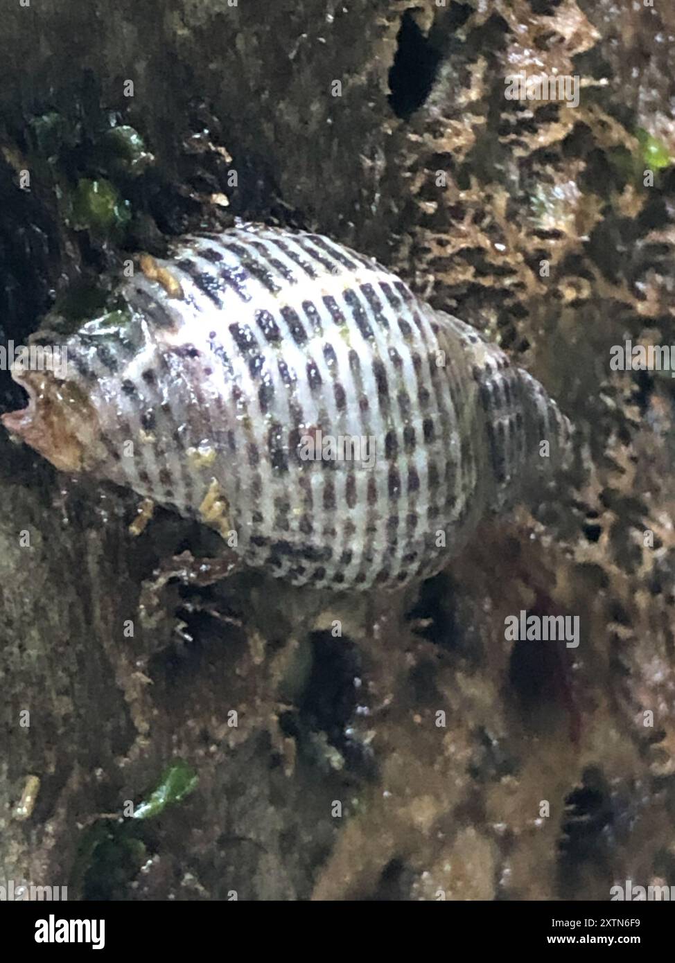 Spotted Unicorn (Acanthinucella punctulata) Mollusca Stock Photo - Alamy
