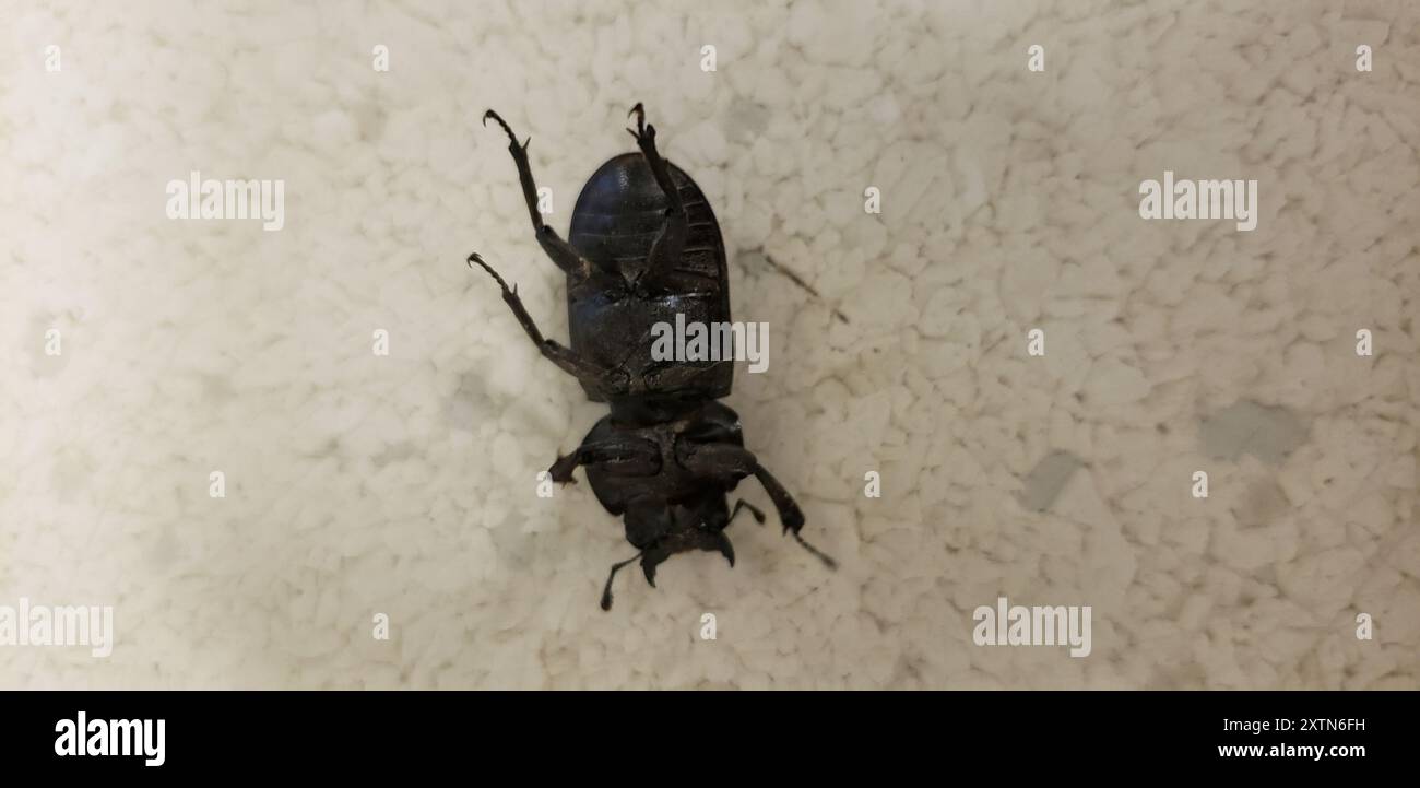 Antelope Beetle (Dorcus parallelus) Insecta Stock Photo - Alamy