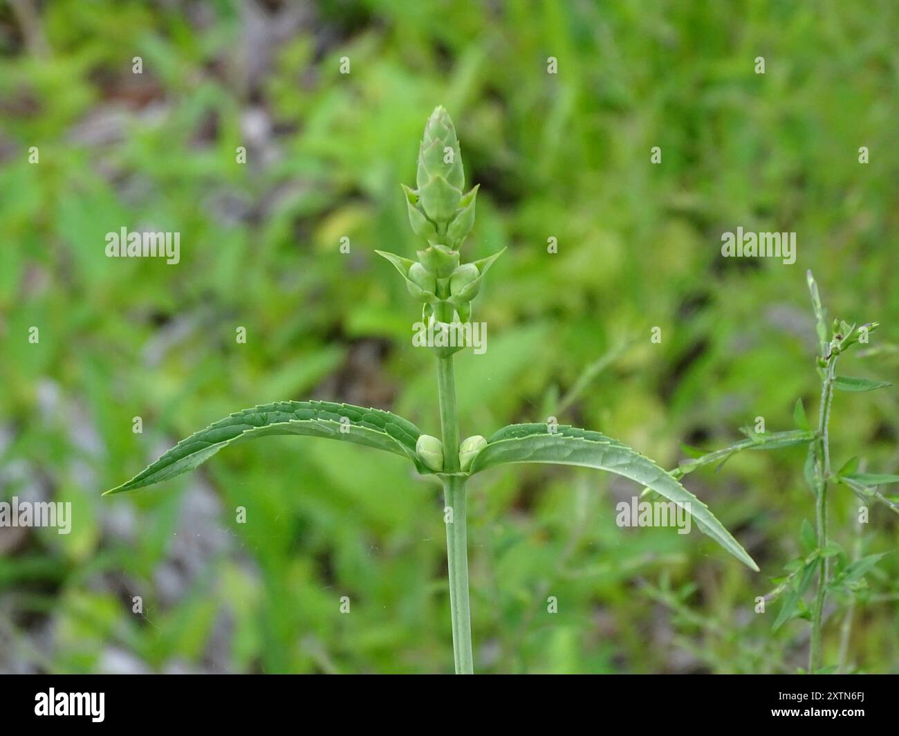 white turtlehead (Chelone glabra) Plantae Stock Photo - Alamy