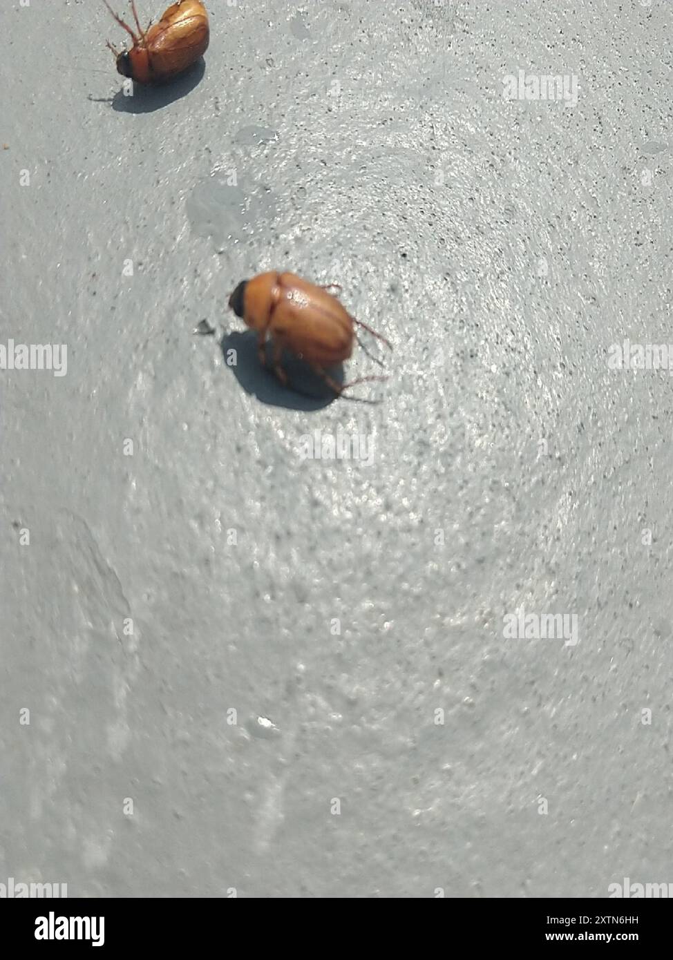 Masked Chafers (Cyclocephala) Insecta Stock Photo - Alamy