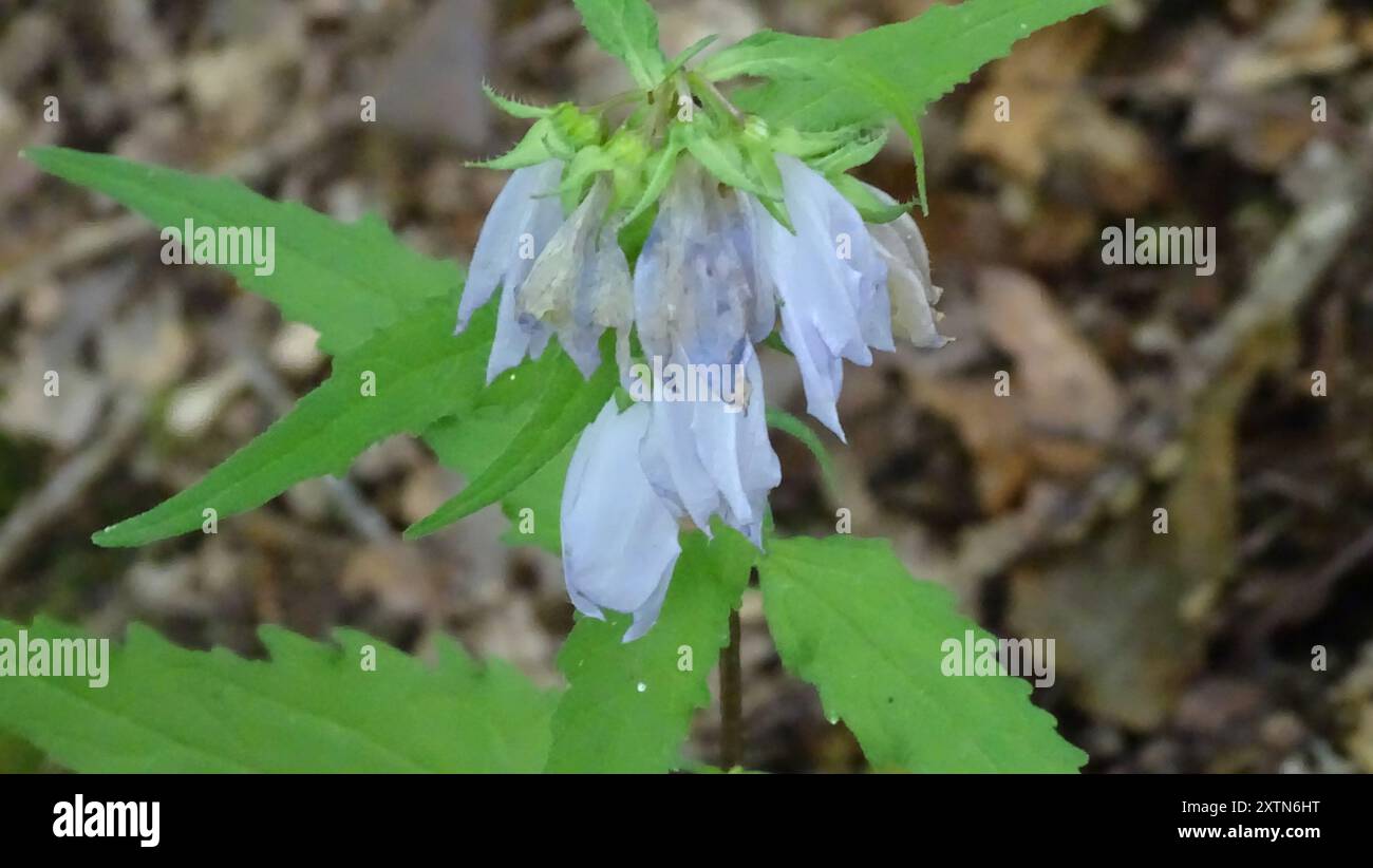 bellflower family (Campanulaceae) Plantae Stock Photo - Alamy