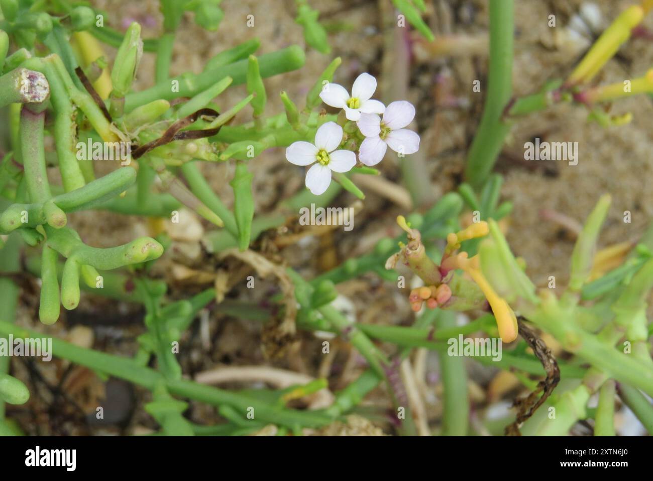 European Searocket (Cakile maritima) Plantae Stock Photo - Alamy