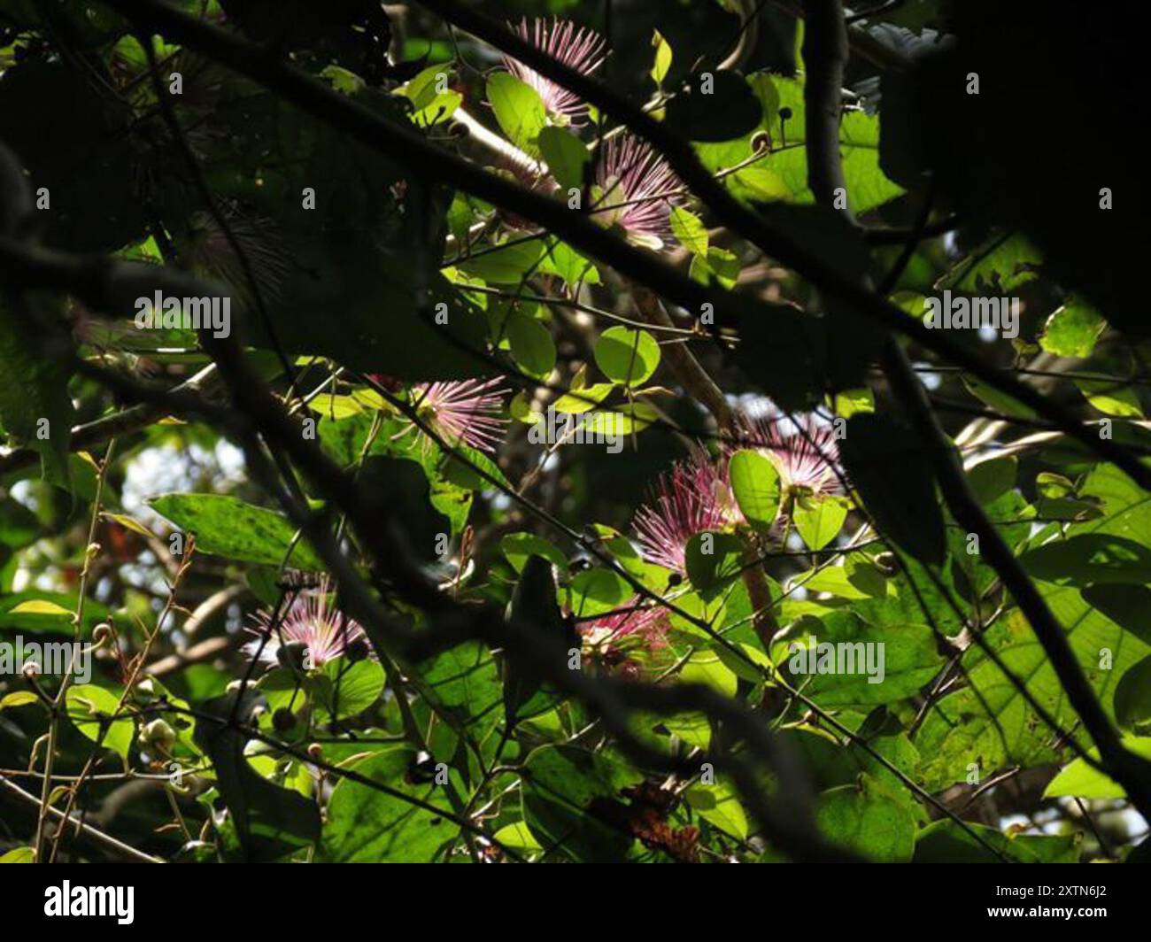 Indian caper (Capparis zeylanica) Plantae Stock Photo - Alamy