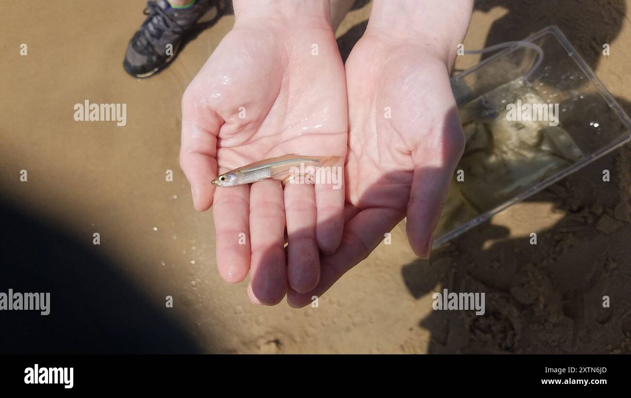 Atlantic Silverside (Menidia menidia) Actinopterygii Stock Photo - Alamy
