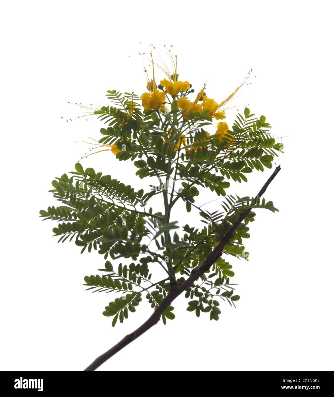 Caesalpinia pulcherrima, yellow peacock flower natural macro floral ...