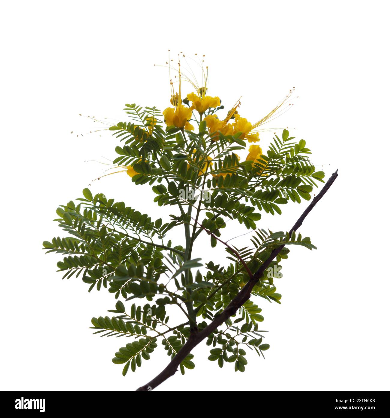 Caesalpinia pulcherrima, yellow peacock flower natural macro floral ...