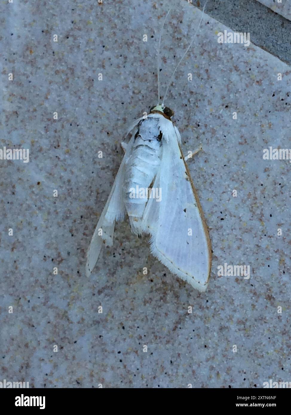 Jasmine Moth (Palpita vitrealis) Insecta Stock Photo - Alamy