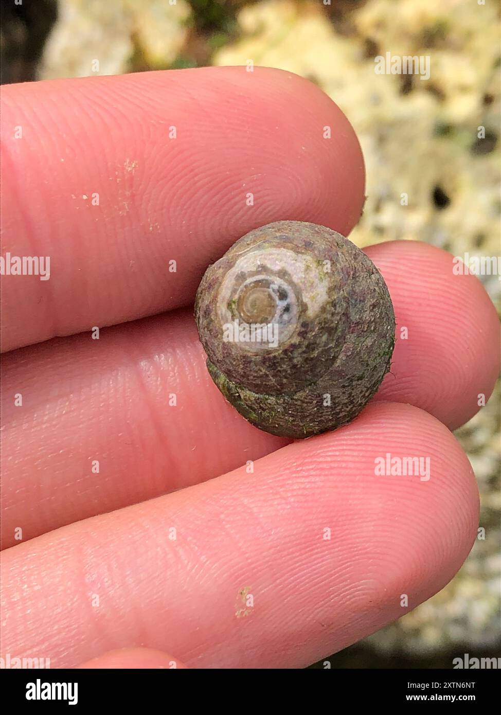 Purple Topshell (Steromphala umbilicalis) Mollusca Stock Photo - Alamy