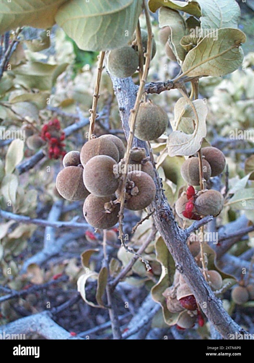 Jacket plum (Pappea capensis) Plantae Stock Photo - Alamy