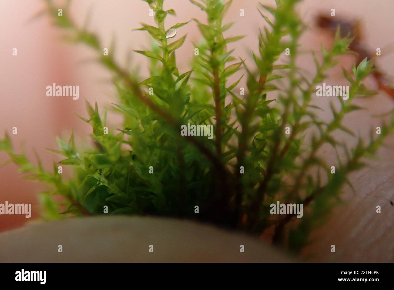 joint-toothed mosses (Bryopsida) Plantae Stock Photo - Alamy