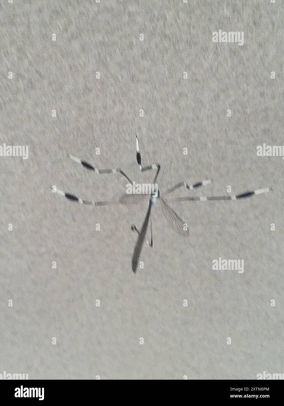 Eastern Phantom Crane Fly (Bittacomorpha clavipes) Insecta Stock Photo ...