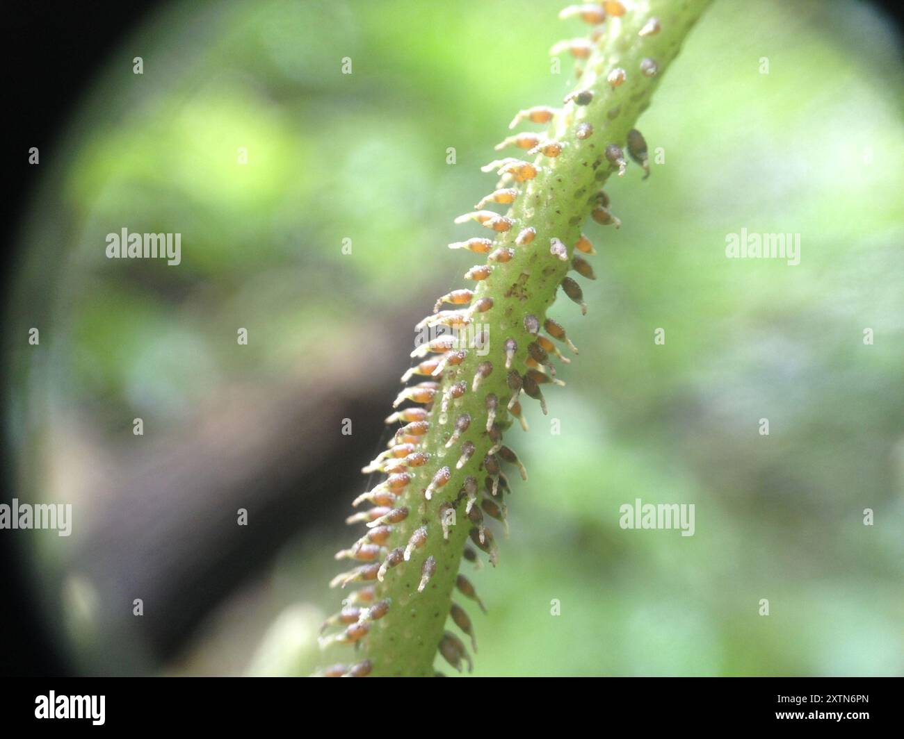 (Peperomia urocarpa) Plantae Stock Photo - Alamy