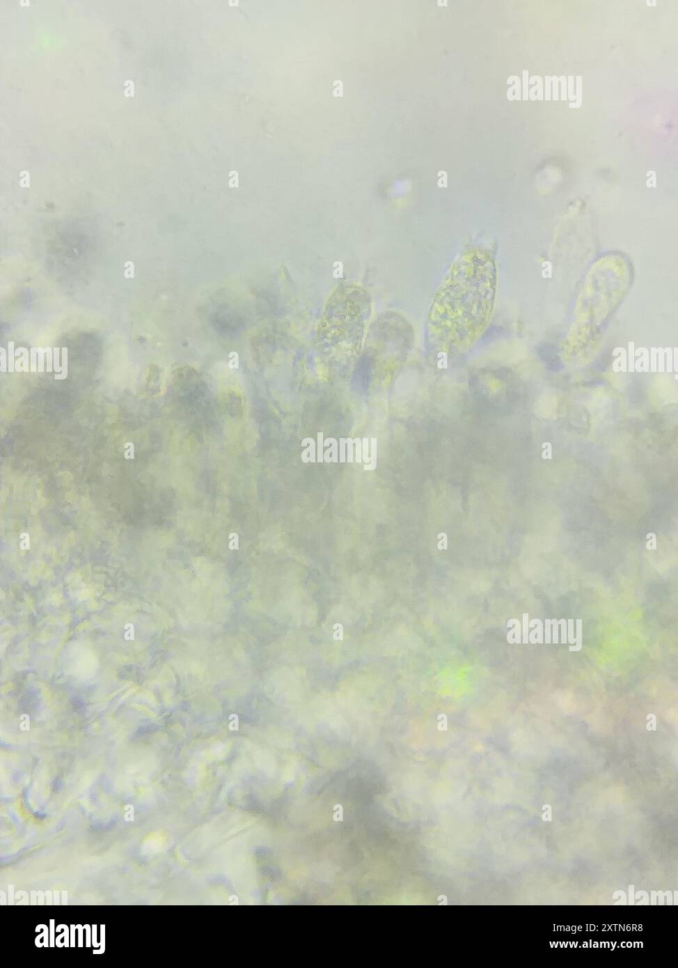 Eastern North American Destroying Angel (Amanita bisporigera) Fungi ...
