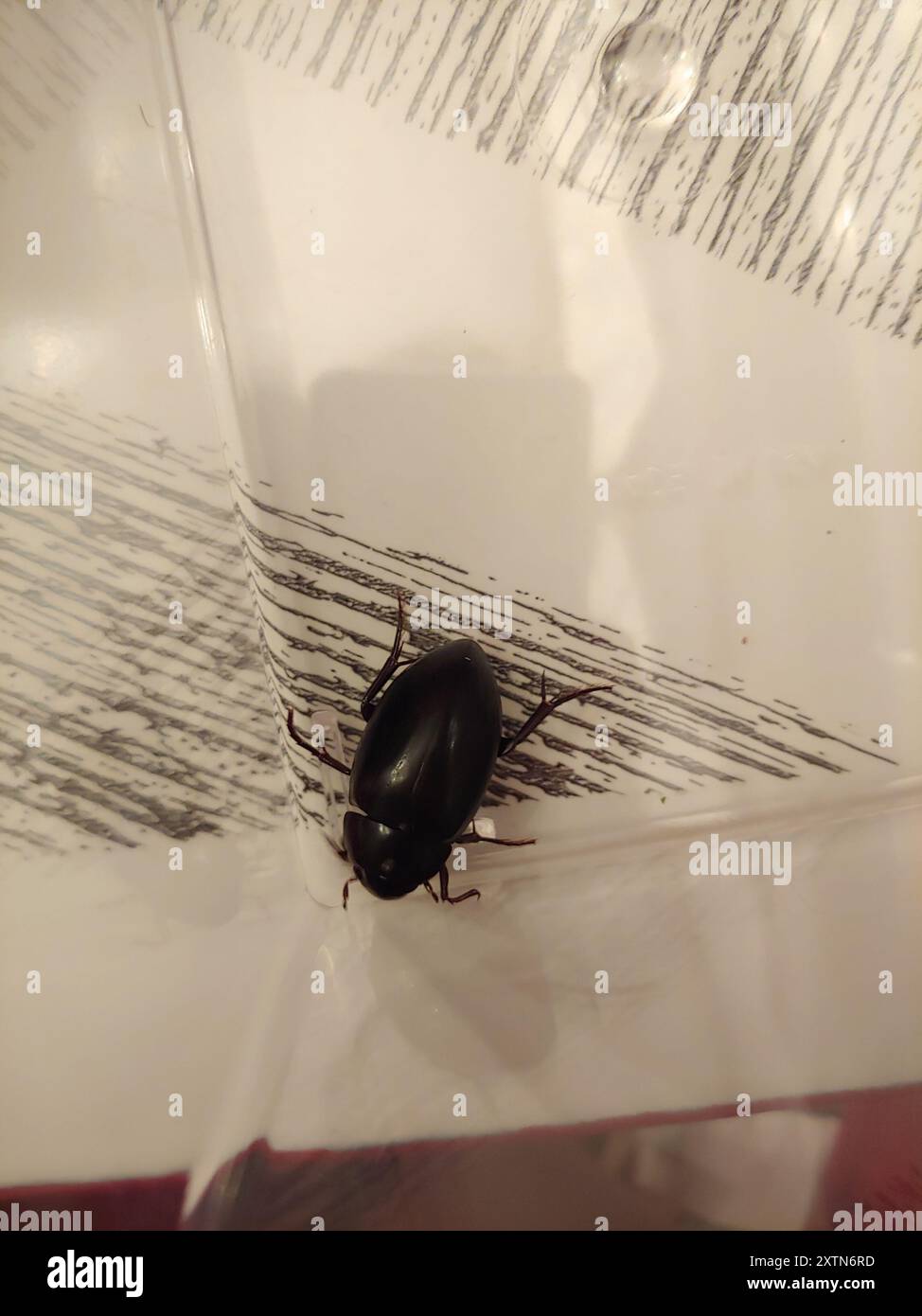Giant Water Scavenger Beetles (Hydrophilus) Insecta Stock Photo - Alamy