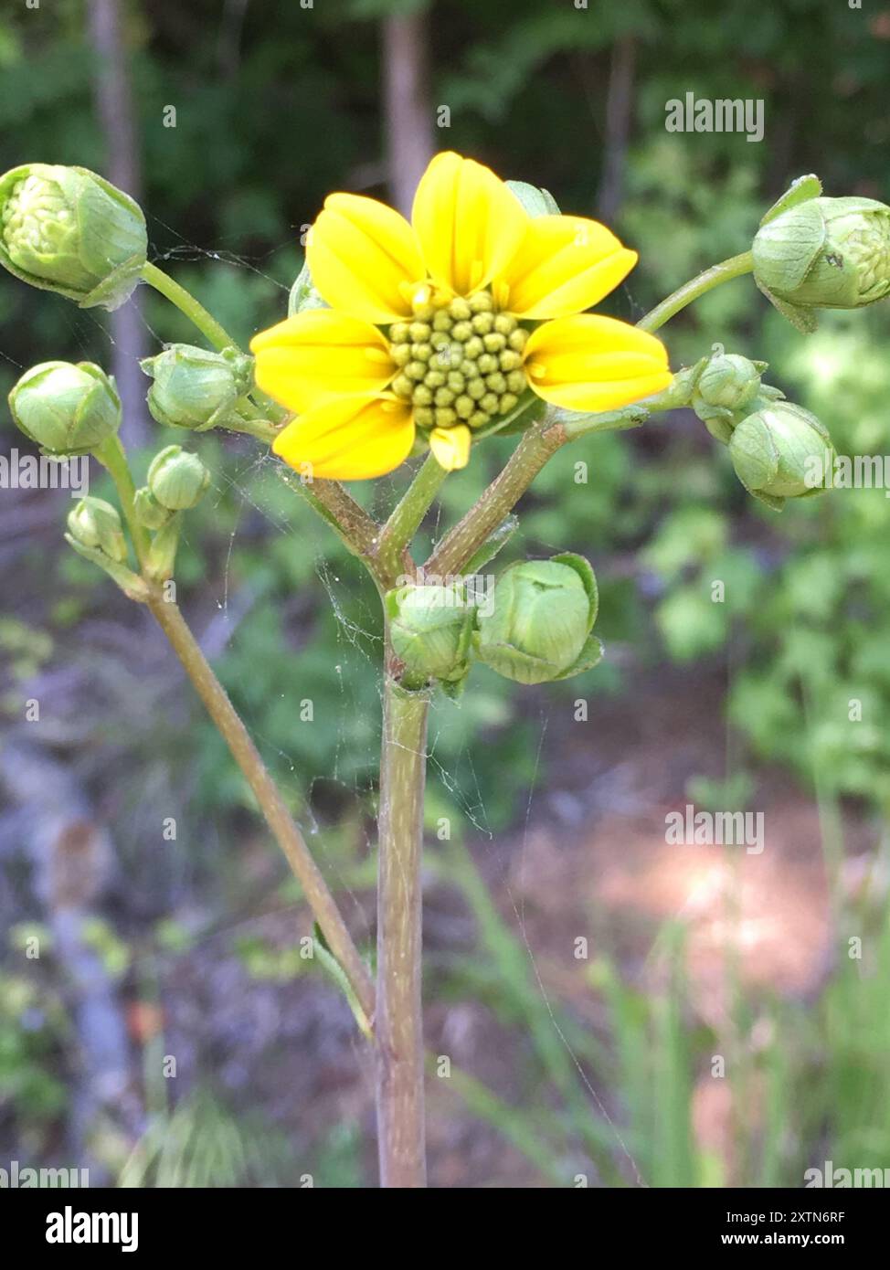 Kidney-leaf Rosinweed (Silphium compositum) Plantae Stock Photo - Alamy