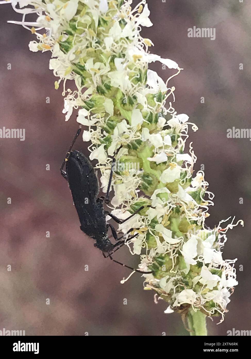 True Bugs (Heteroptera) Insecta Stock Photo - Alamy
