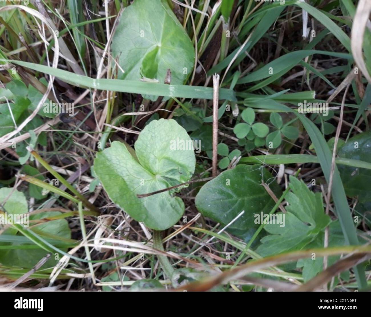 marsh marigold (Caltha palustris) Plantae Stock Photo - Alamy