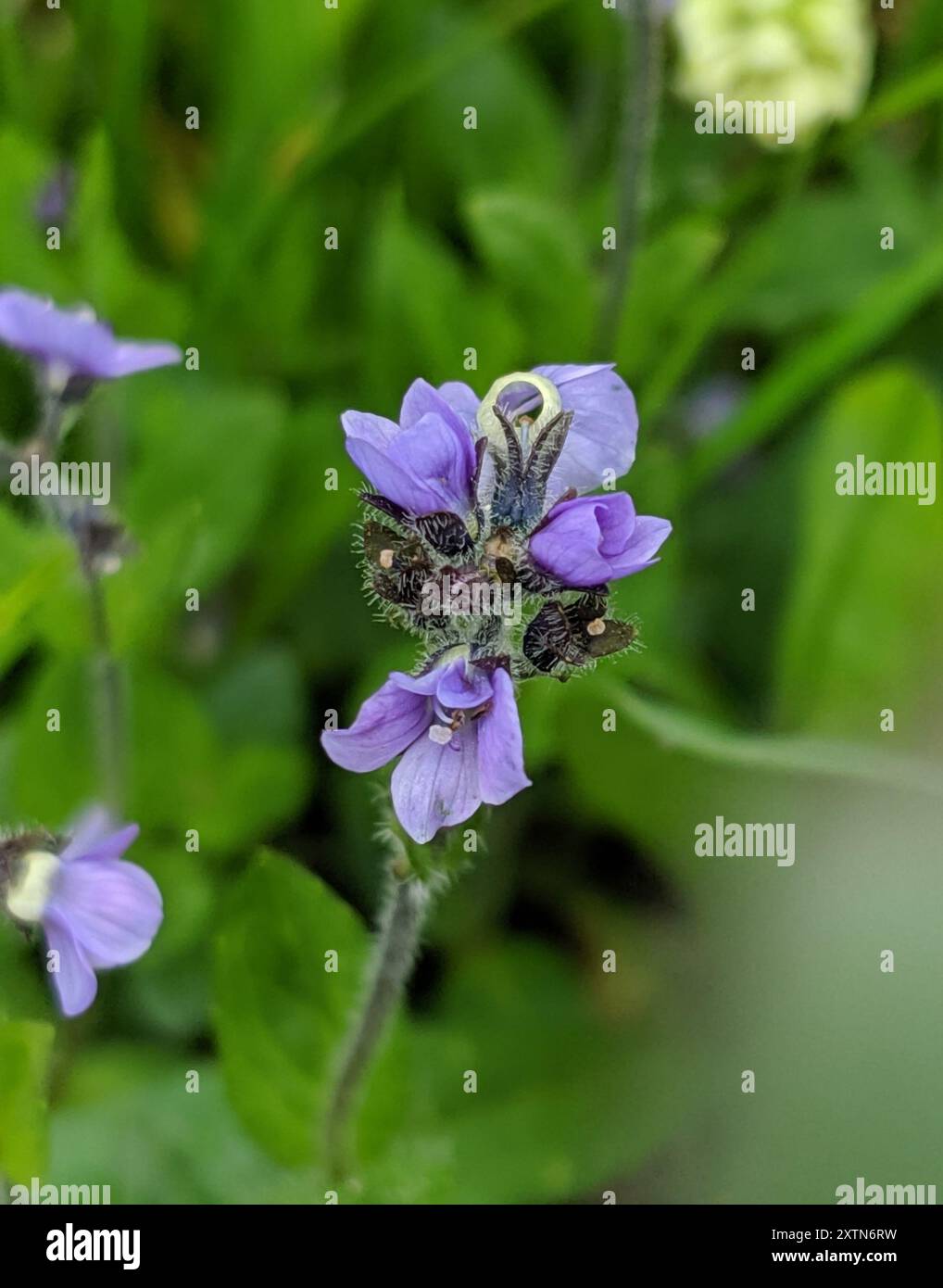 American alpine speedwell (Veronica wormskjoldii) Plantae Stock Photo ...