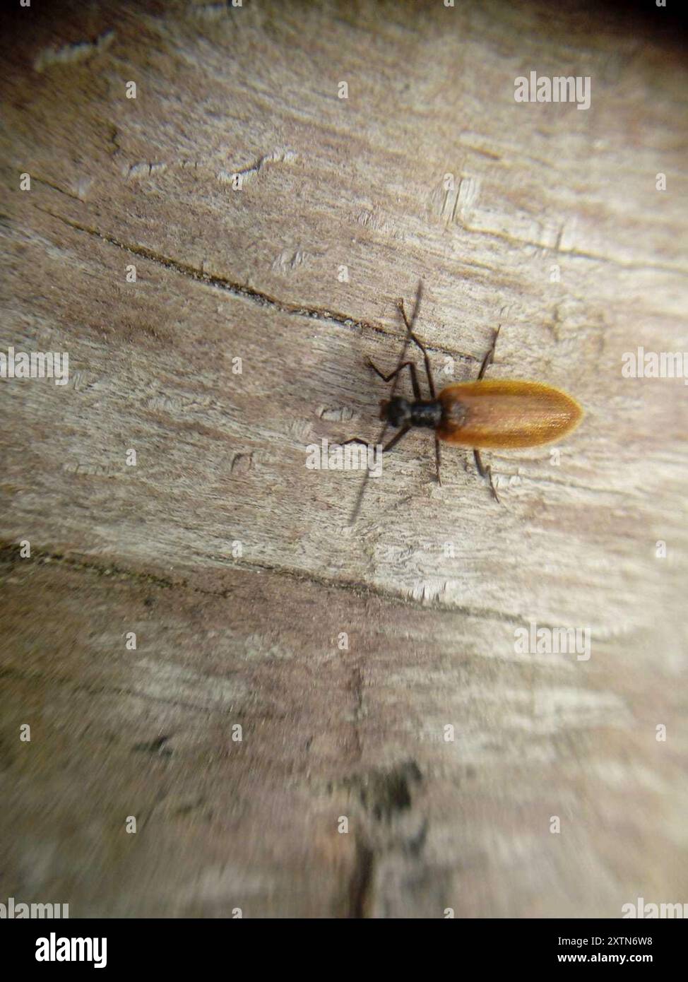 Rough-Haired Lagria Beetle (Lagria hirta) Insecta Stock Photo - Alamy