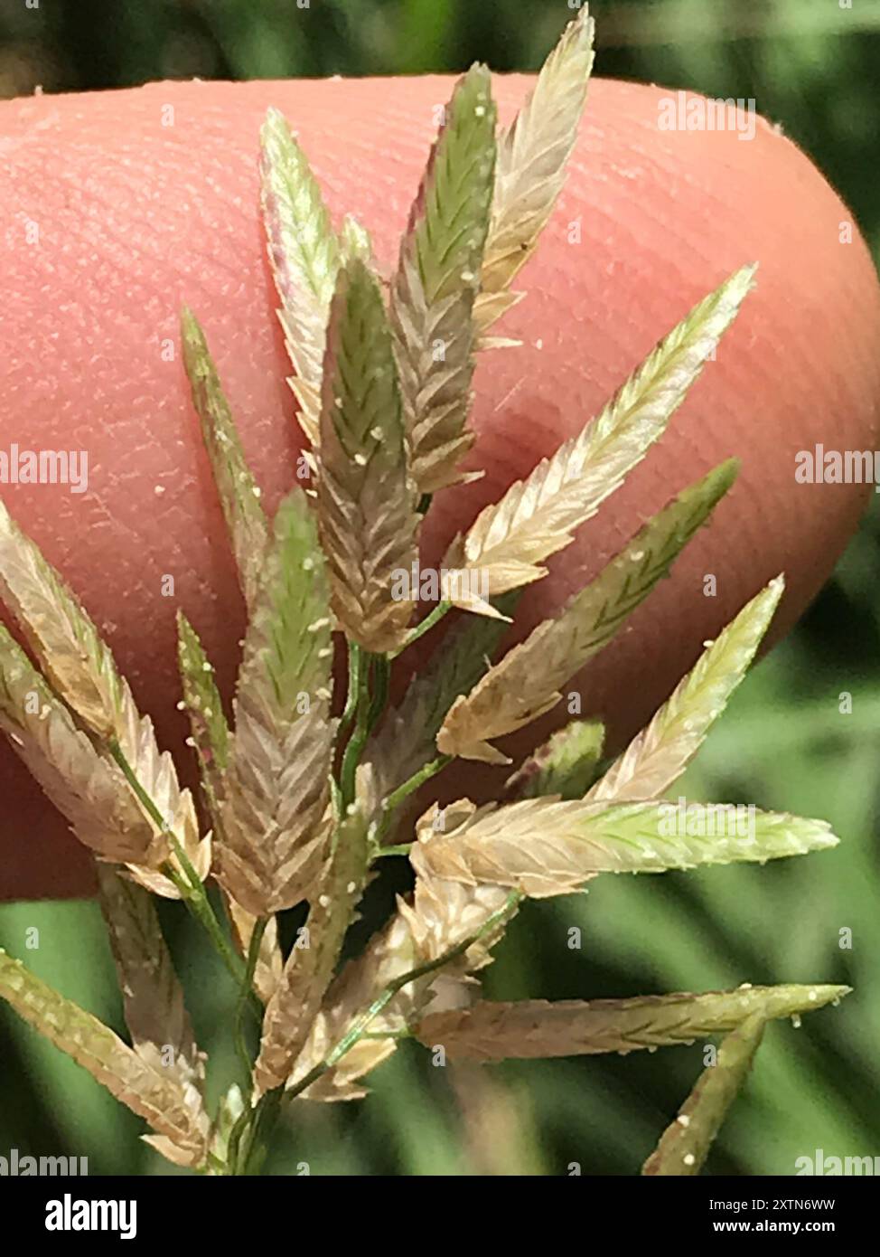 Red Lovegrass (Eragrostis secundiflora) Plantae Stock Photo - Alamy
