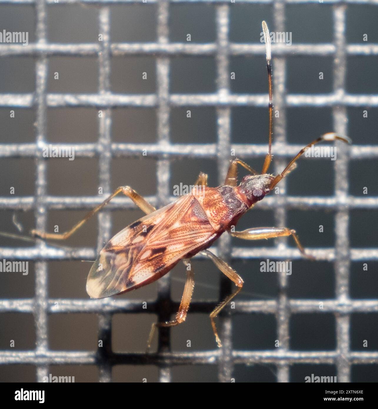 Ozophora picturata hi-res stock photography and images - Alamy