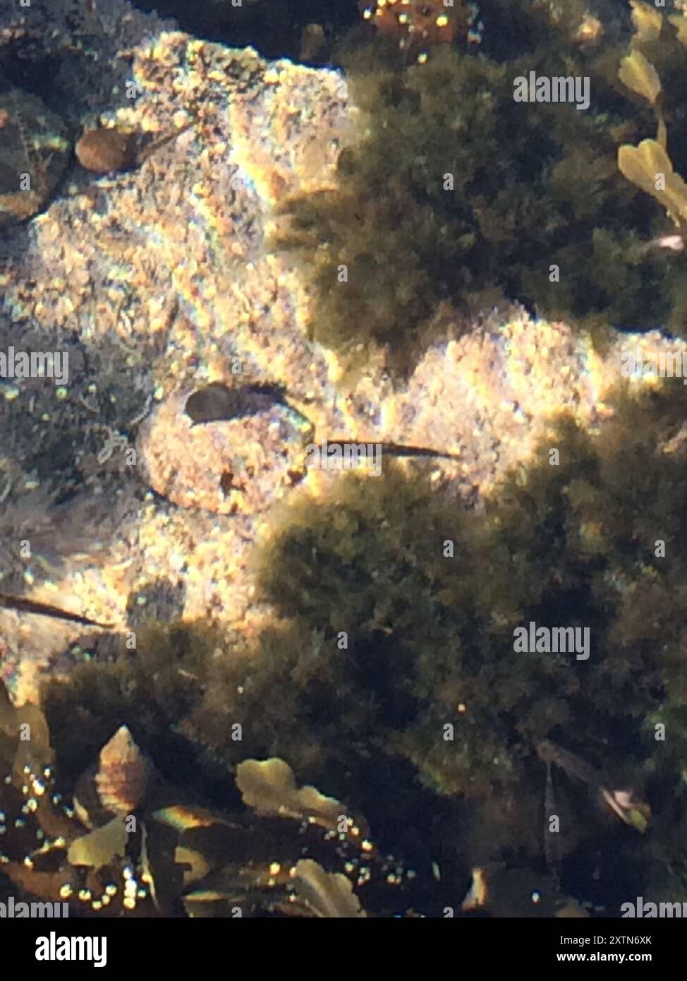 Two-spotted Goby (Pomatoschistus flavescens) Actinopterygii Stock Photo ...