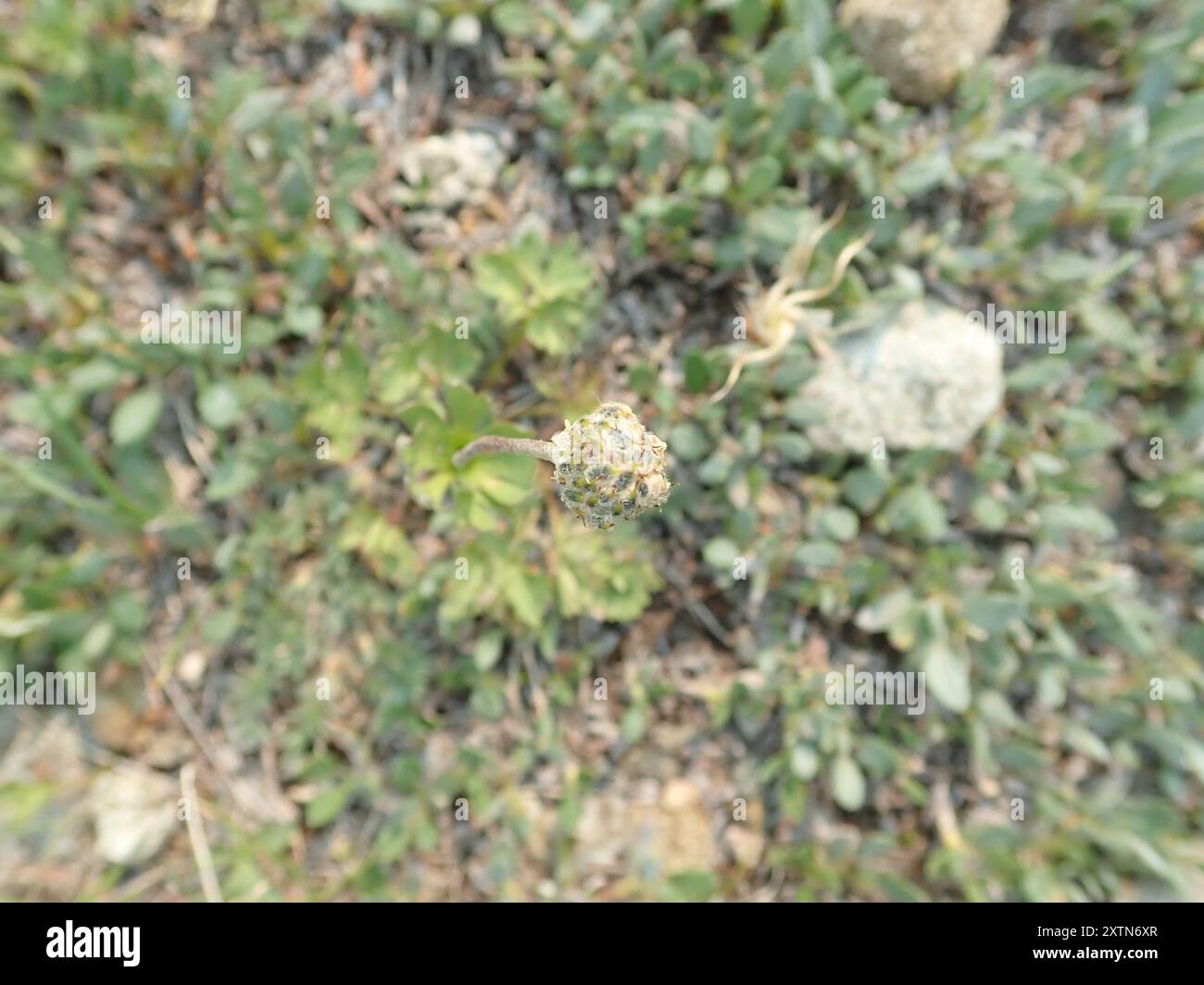 Little Belt Mountain Thimbleweed (Anemone lithophila) Plantae Stock ...