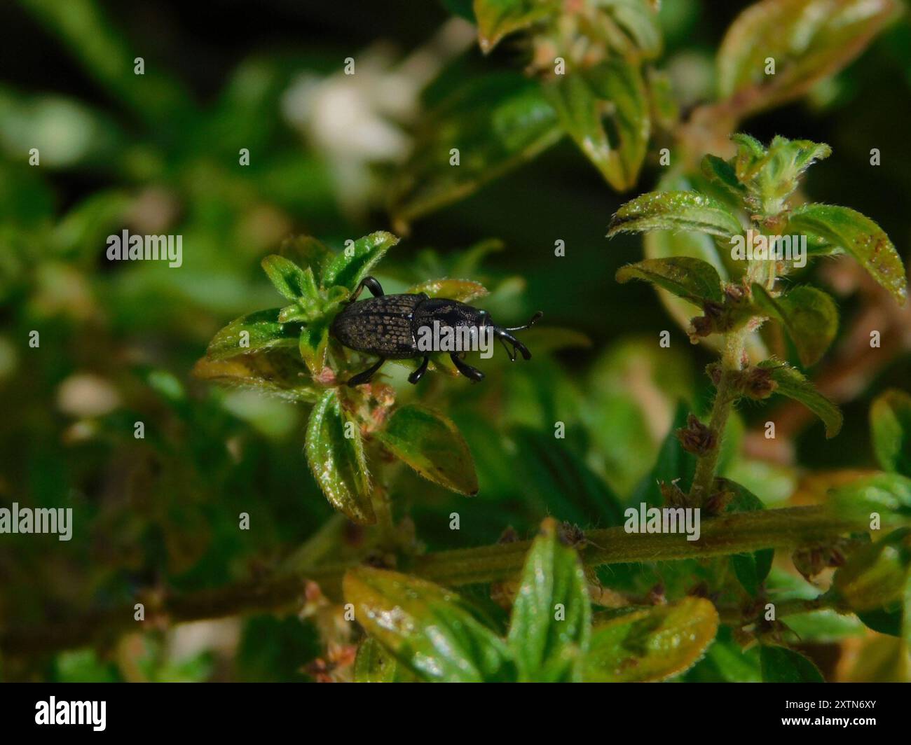 Timothy Billbug (Sphenophorus zeae) Insecta Stock Photo - Alamy