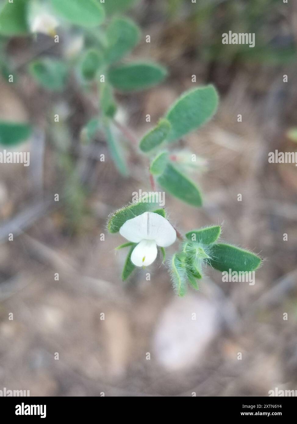 Spanish clover (Acmispon americanus) Plantae Stock Photo - Alamy